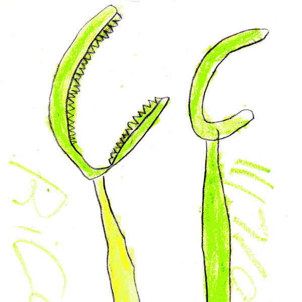 Nobel Academy Cleveland Student Drawings of Carnivorous Plants