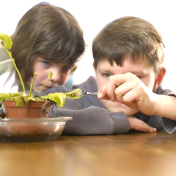 Carnivorous Plant Science Project Ideas for Experiments