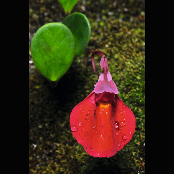 Plants of the Lost World, Redfern Press