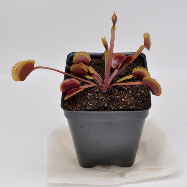 Venus Flytrap - Gold Strike