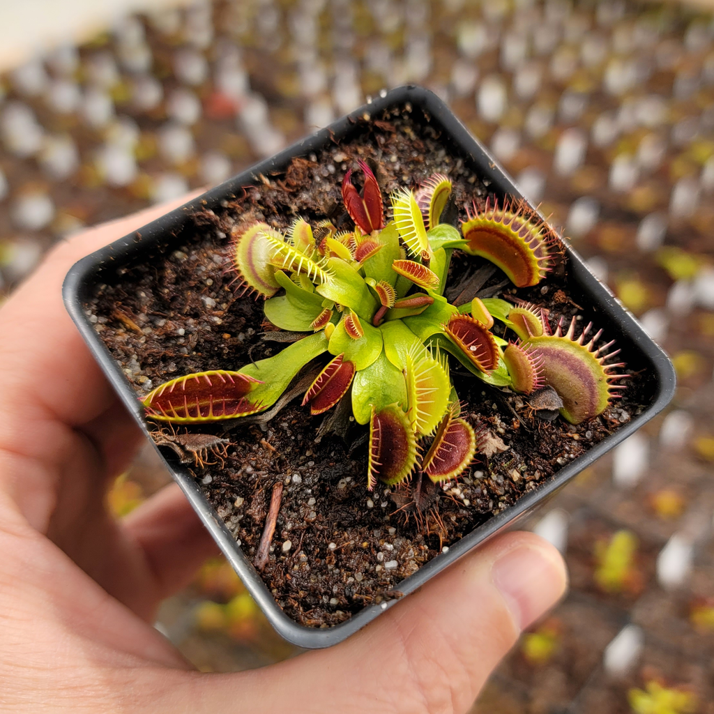 Venus Flytrap - G14