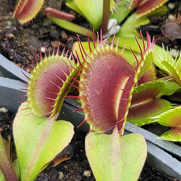 Venus Flytrap - Ginormous