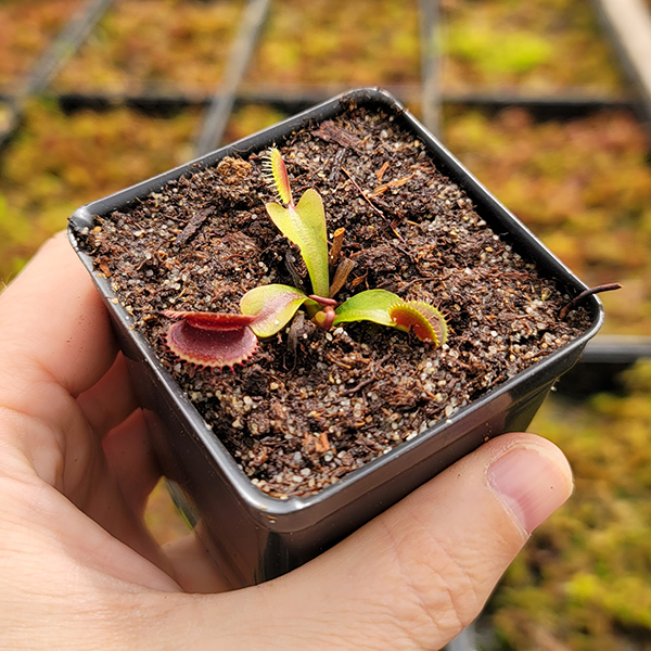 Venus Flytrap - Ginormous