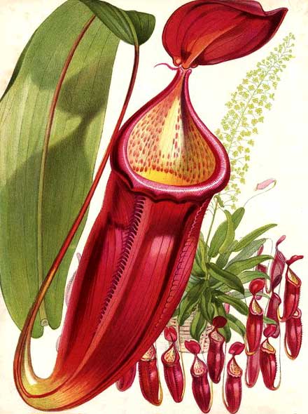 Nepenthes sanguinea