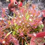 Drosera Intermedia [For Sale] | Oblong-Leaved, Water Sundew