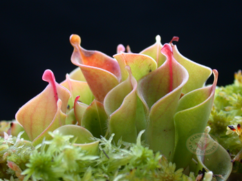 Heliamphora Minor - For Sale | Lesser Sun Pitcher Plant