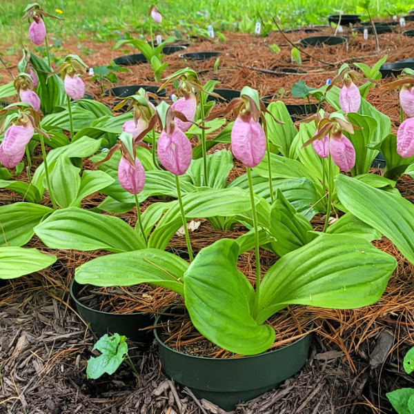 Lady's Slipper Plant - Pink Flowers | Carnivorous Plant Nursery