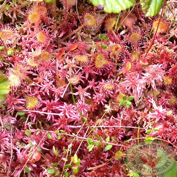 Red Sphagnum Moss [For Sale] | Carnivorous Plant Nursery