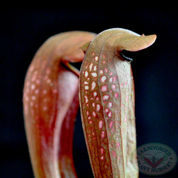 Sarracenia x Bug Bat Pitcher Plant | Carnivorous Plant Nursery