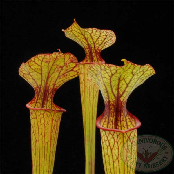 Sarracenia flava ornata