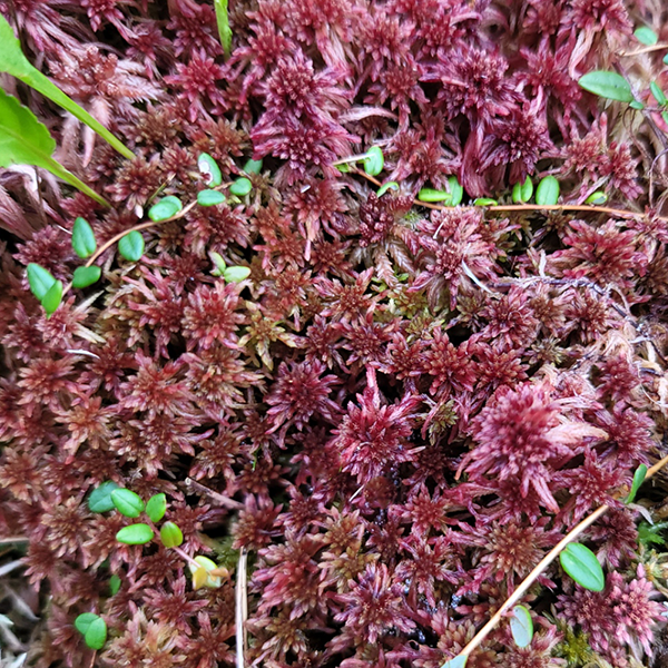 Red Sphagnum Moss [For Sale] | Carnivorous Plant Nursery
