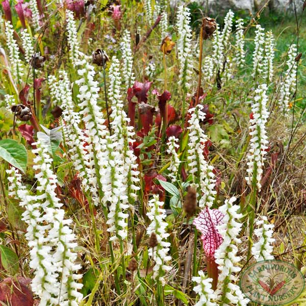 Nodding Lady Tresses Plant | Spiranthes oderata For Sale