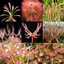Sundew Set 1 Mix