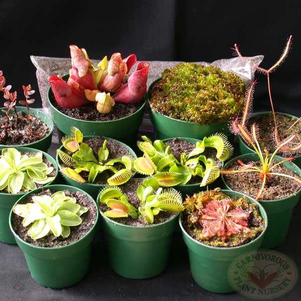 Carnivorous Bog Plant Terrarium or Garden Set
