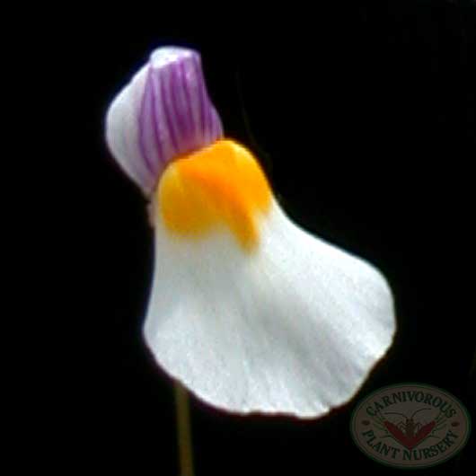 Utricularia parthenopipes