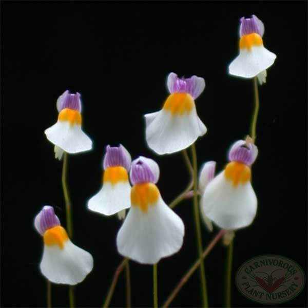 Utricularia parthenopipes