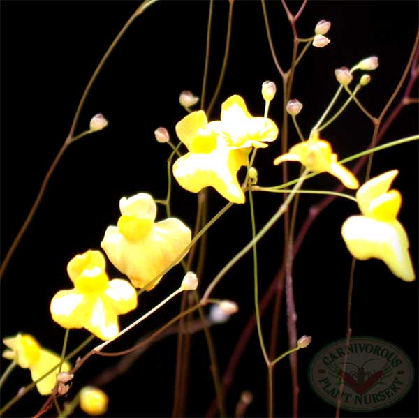 Utricularia Subulata - Yellow Flower Bladderwort