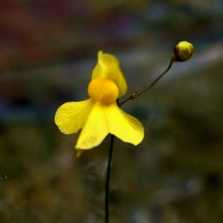 Utricularia Subulata - Yellow Flower Bladderwort