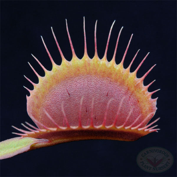 Red Dragon Venus Flytrap - Akai Ryu | Buy Carnivorous Plants